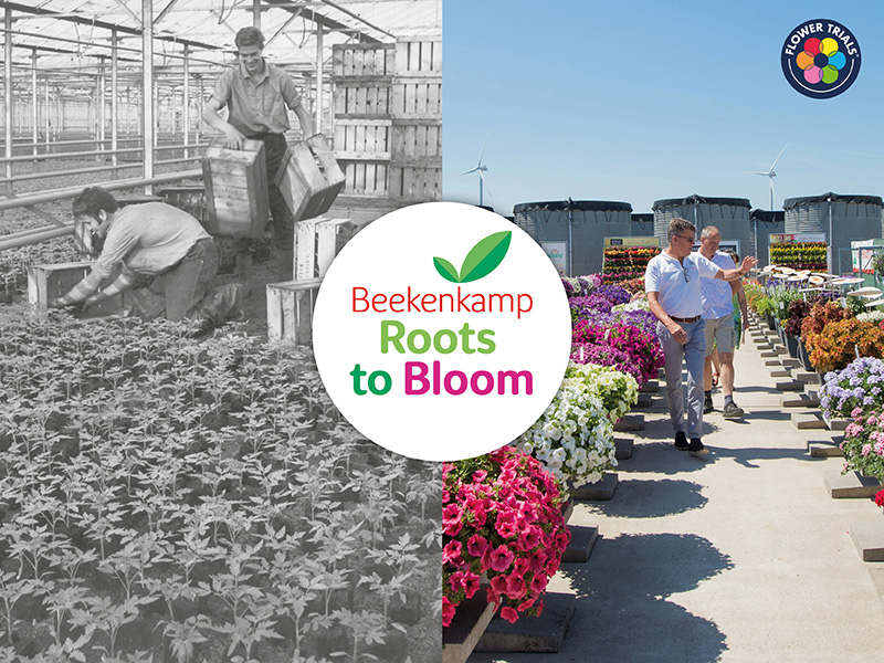 Unique theme for Flower Trials 2025: Beekenkamp roots to bloom - Hortimedia